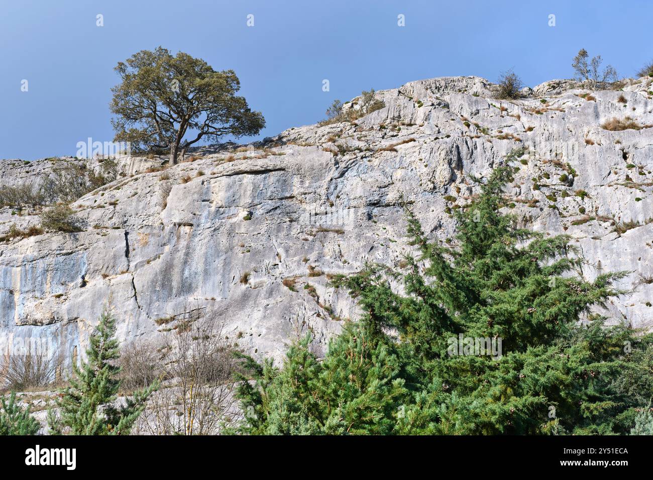 Lone tree on a rocky cliff with pine trees below Stock Photo - Alamy