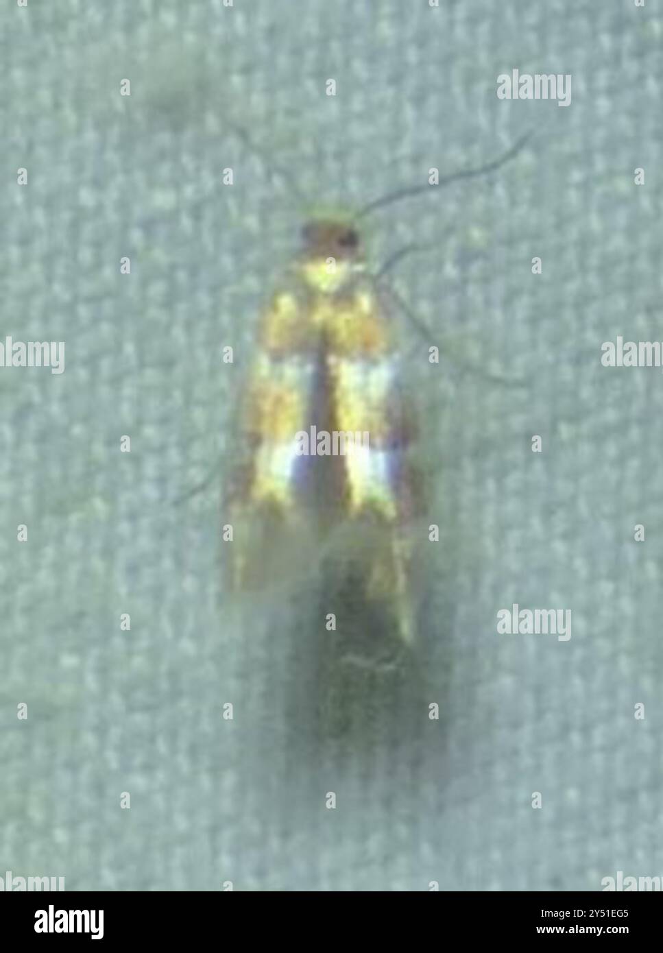 Curved-horn Moths (Gelechioidea) Insecta Stock Photo - Alamy