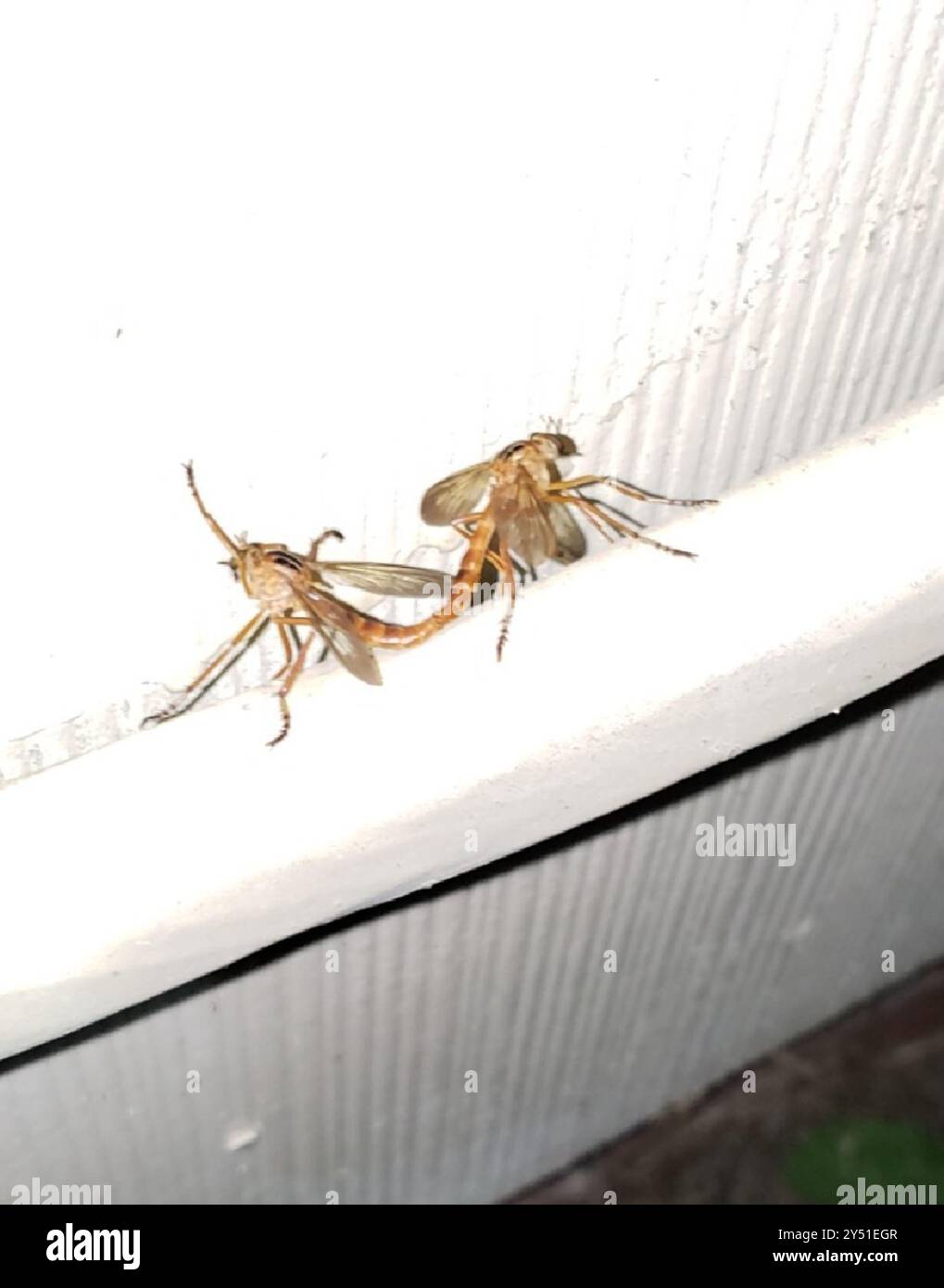 Plain-tailed Hanging Thief (Diogmites neoternatus) Insecta Stock Photo ...