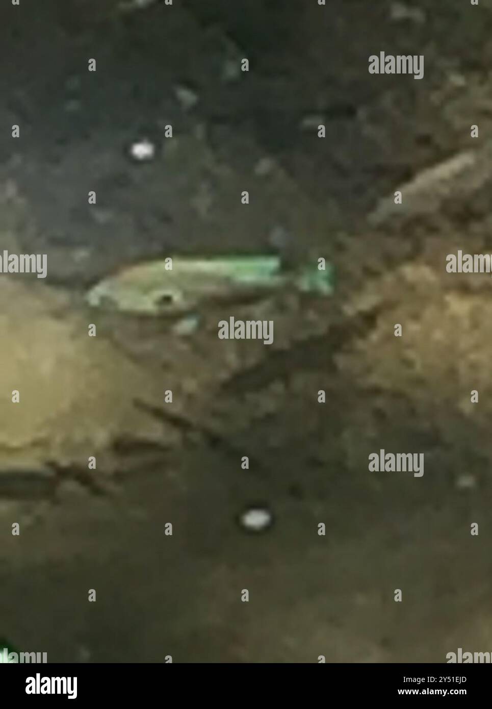 Longear Sunfish (Lepomis megalotis) Actinopterygii Stock Photo - Alamy