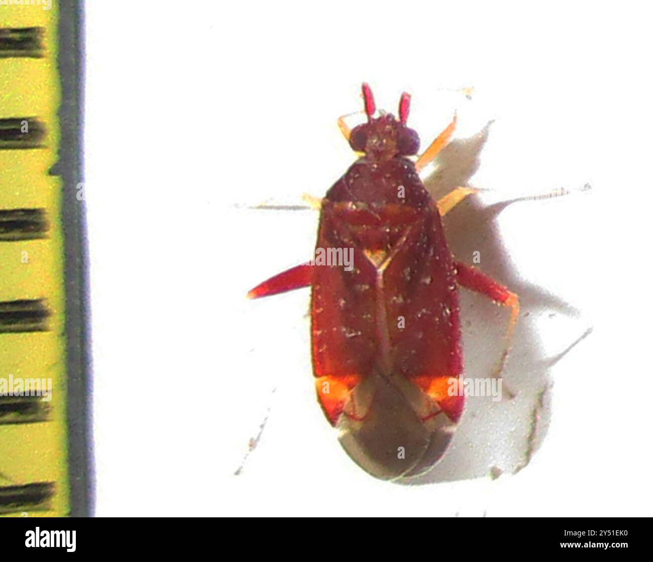 Plant Bugs (Miridae) Insecta Stock Photo - Alamy