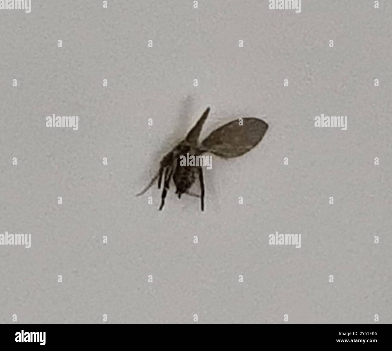 Moth Flies and Sand Flies (Psychodidae) Insecta Stock Photo - Alamy
