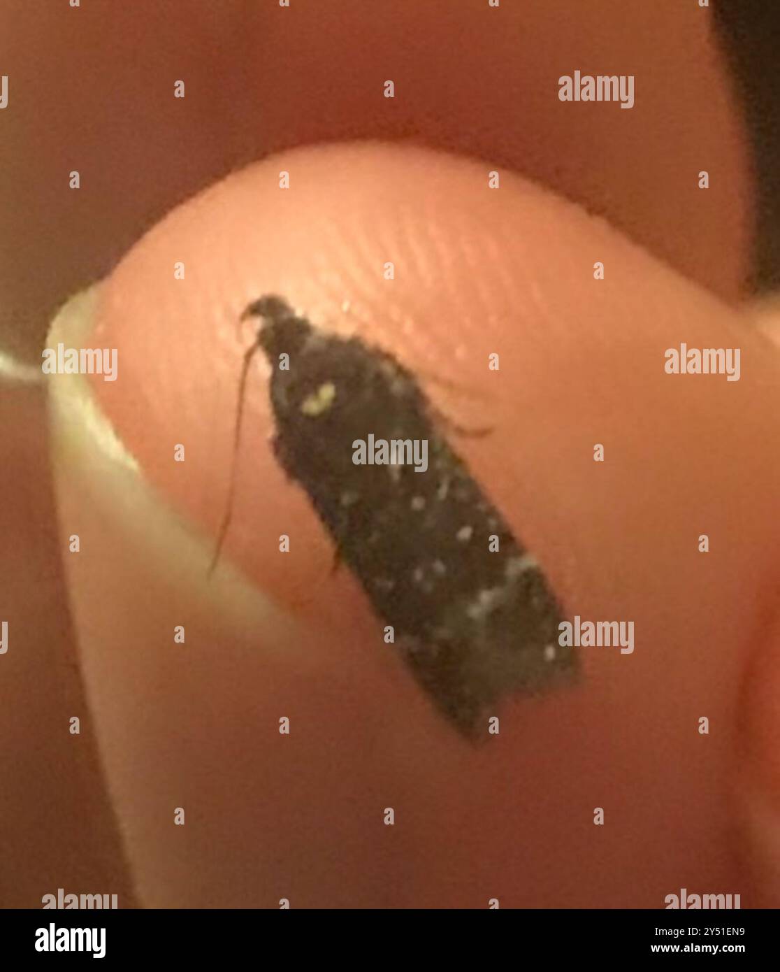 Curved-horn Moths (Gelechioidea) Insecta Stock Photo - Alamy