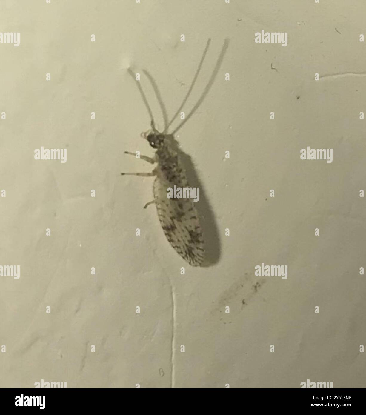 Variegated Brown Lacewing (Micromus variegatus) Insecta Stock Photo - Alamy