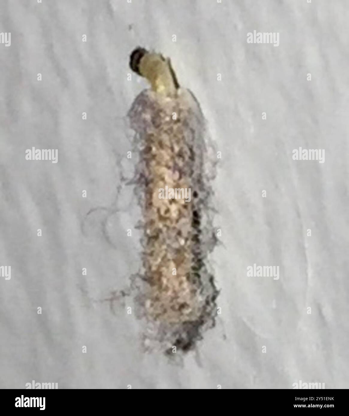 Case-bearing Clothes Moth (Tinea pellionella) Insecta Stock Photo - Alamy