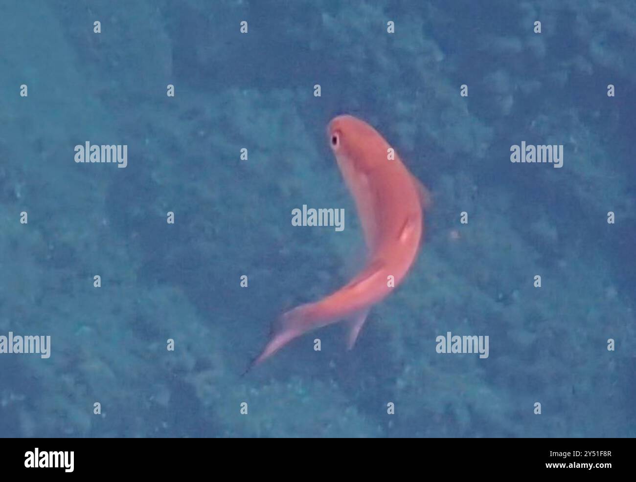 Mullets (Mugilidae) Actinopterygii Stock Photo - Alamy