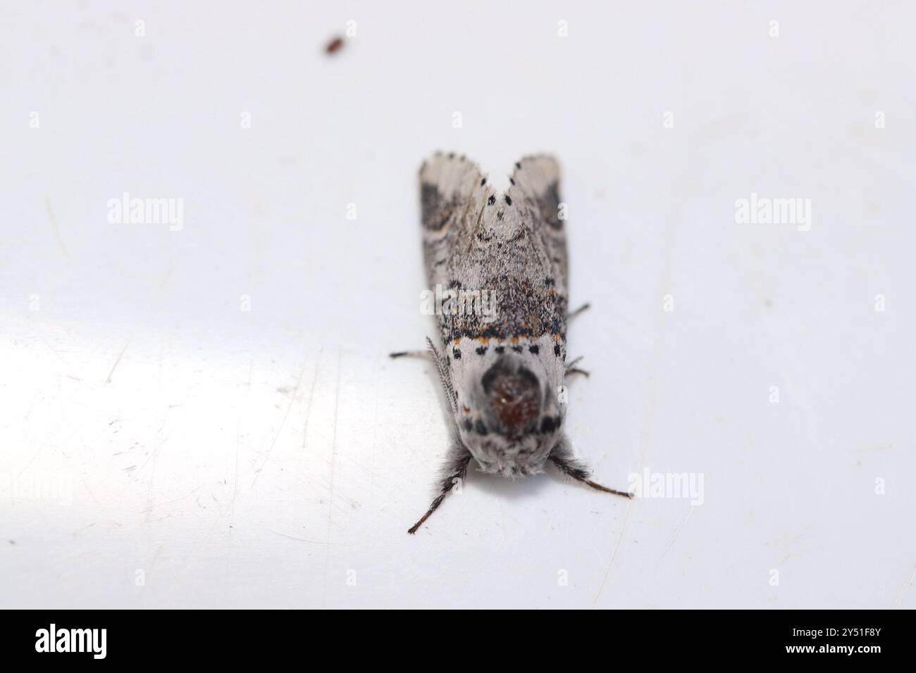 Western Furcula Moth (Furcula occidentalis) Insecta Stock Photo - Alamy