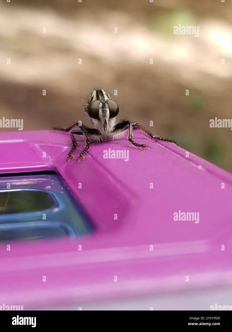 Northeastern Hammertail (Efferia aestuans) Insecta Stock Photo - Alamy