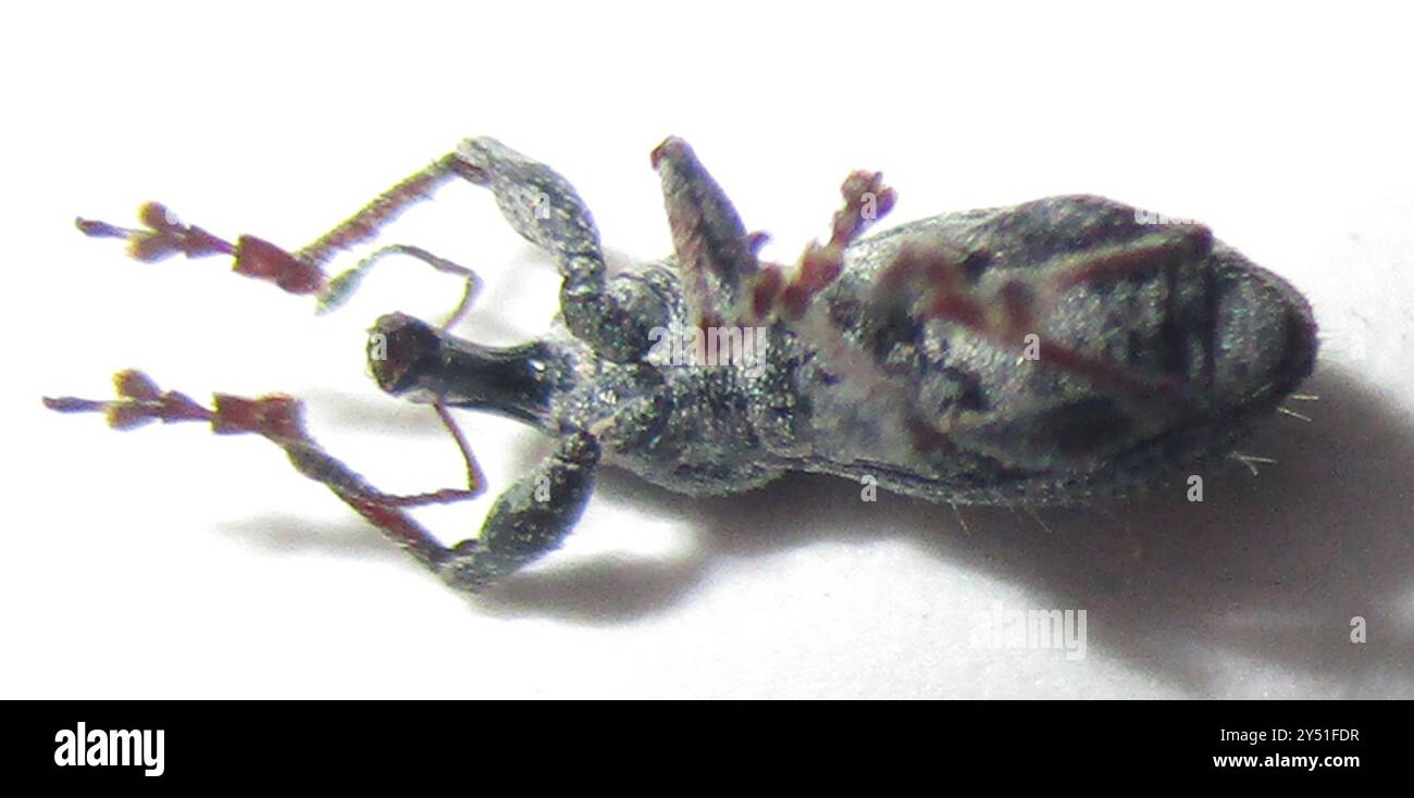 True Weevils (Curculionidae) Insecta Stock Photo - Alamy