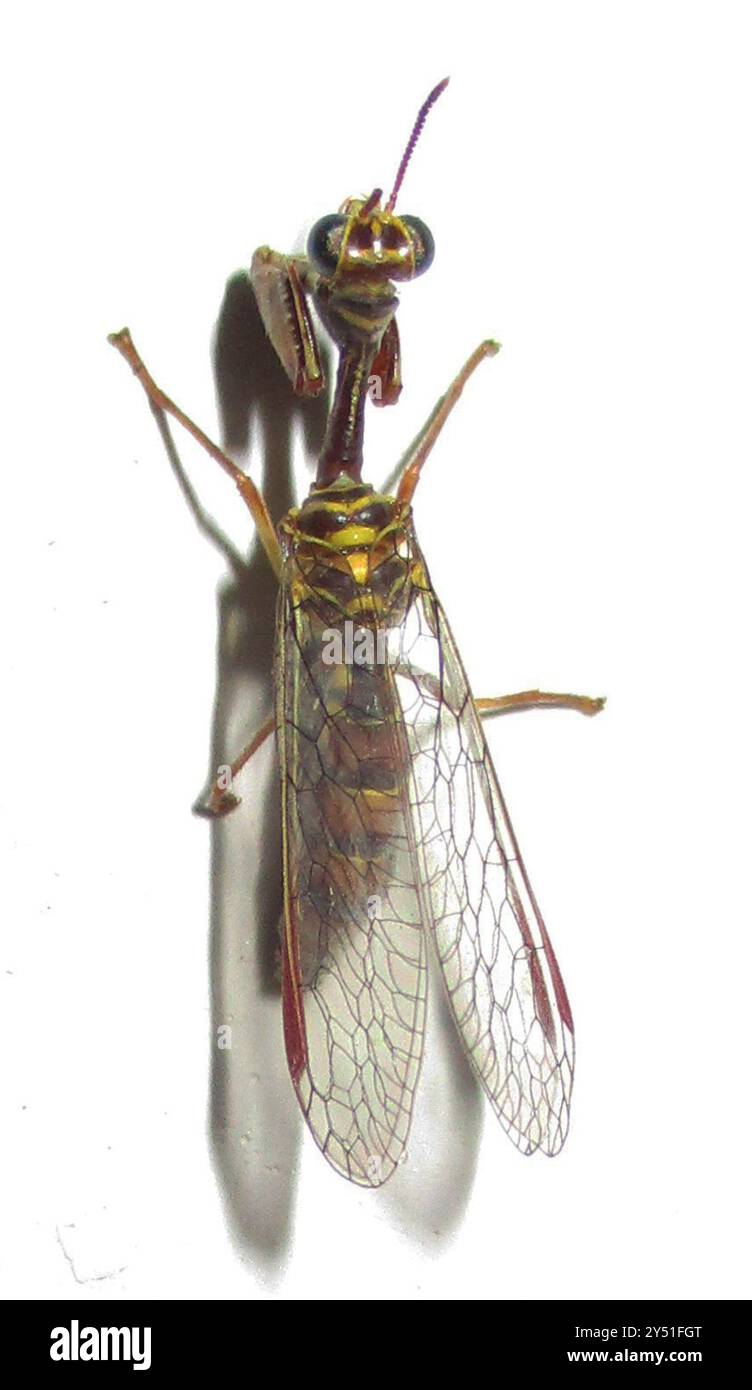 Sagittalata Cut Out Stock Images & Pictures - Alamy