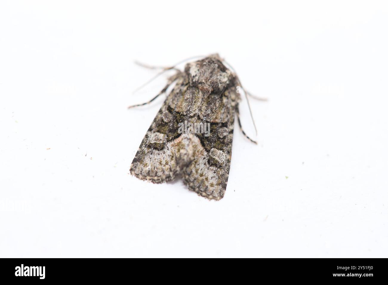 The olive moth Cut Out Stock Images & Pictures - Alamy