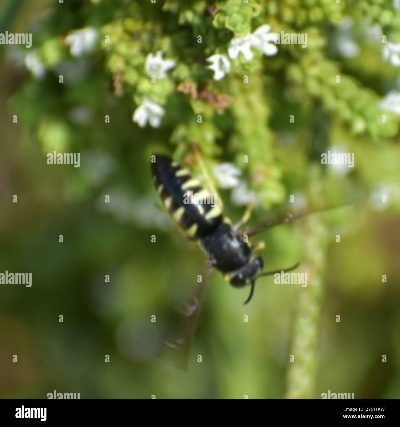 Four-banded Stink Bug Wasp (Bicyrtes quadrifasciatus) Insecta Stock ...
