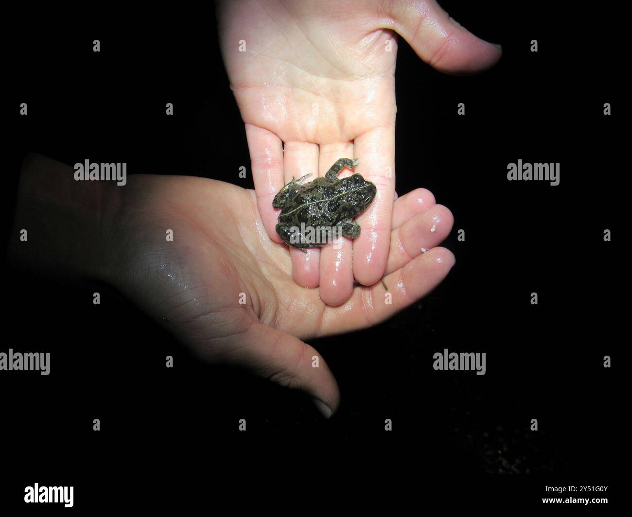 Sand Toad (Vandijkophrynus angusticeps) Amphibia Stock Photo - Alamy