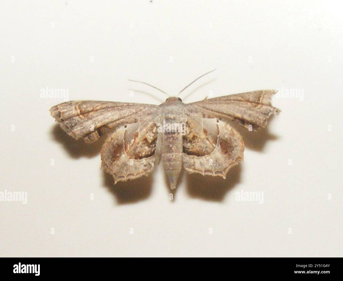 Scoopwing Moths (Epipleminae) Insecta Stock Photo - Alamy
