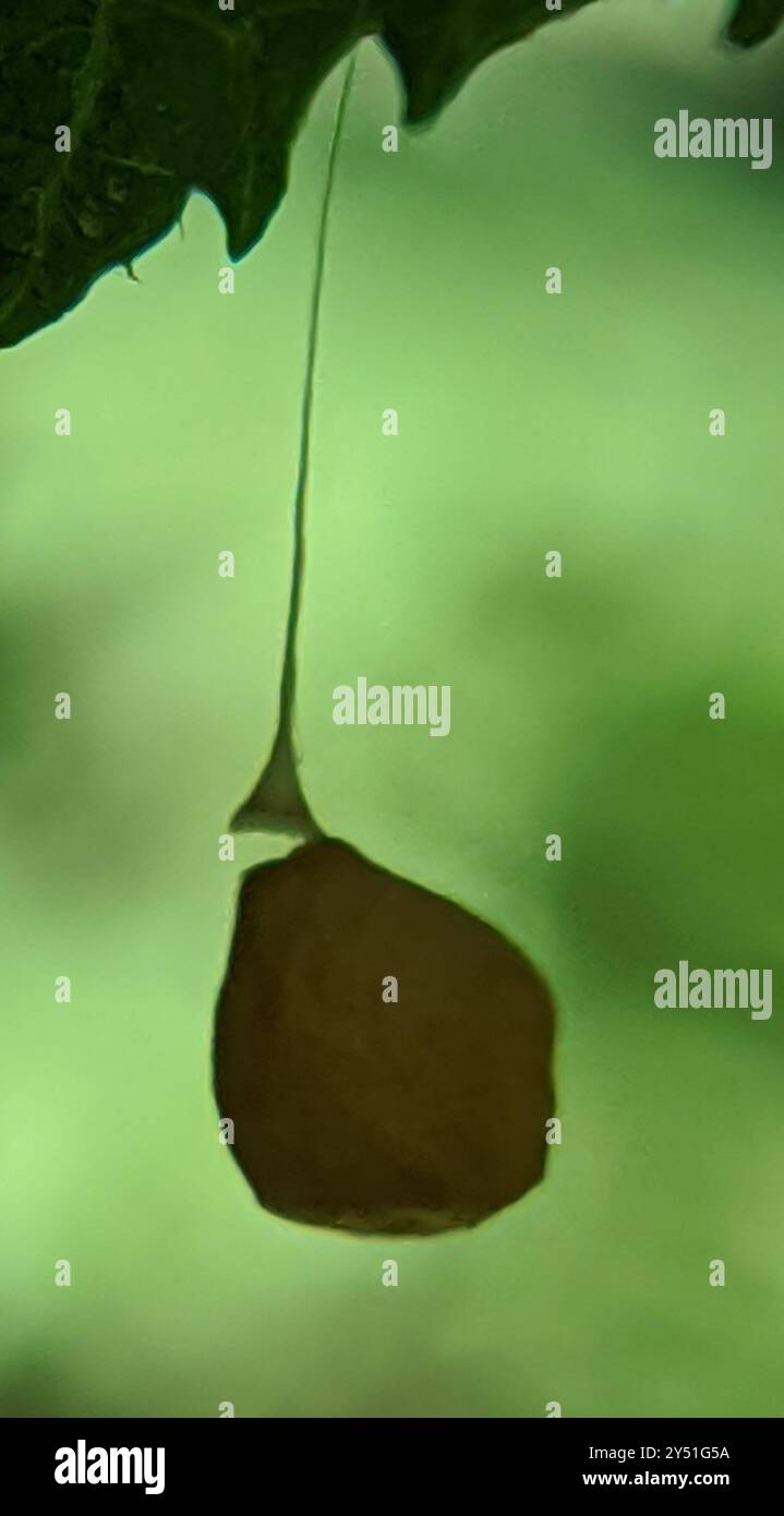 Theridiosoma gemmosum hi-res stock photography and images - Alamy