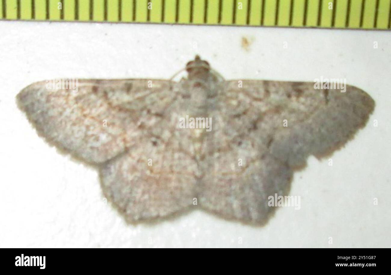 Geometer Moths (Geometridae) Insecta Stock Photo - Alamy