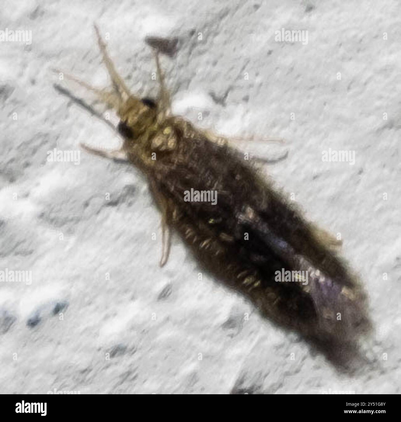 Microcaddisflies (Hydroptilidae) Insecta Stock Photo - Alamy