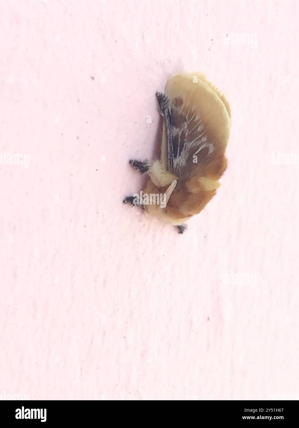 Southern Flannel Moth (Megalopyge opercularis) Insecta Stock Photo - Alamy
