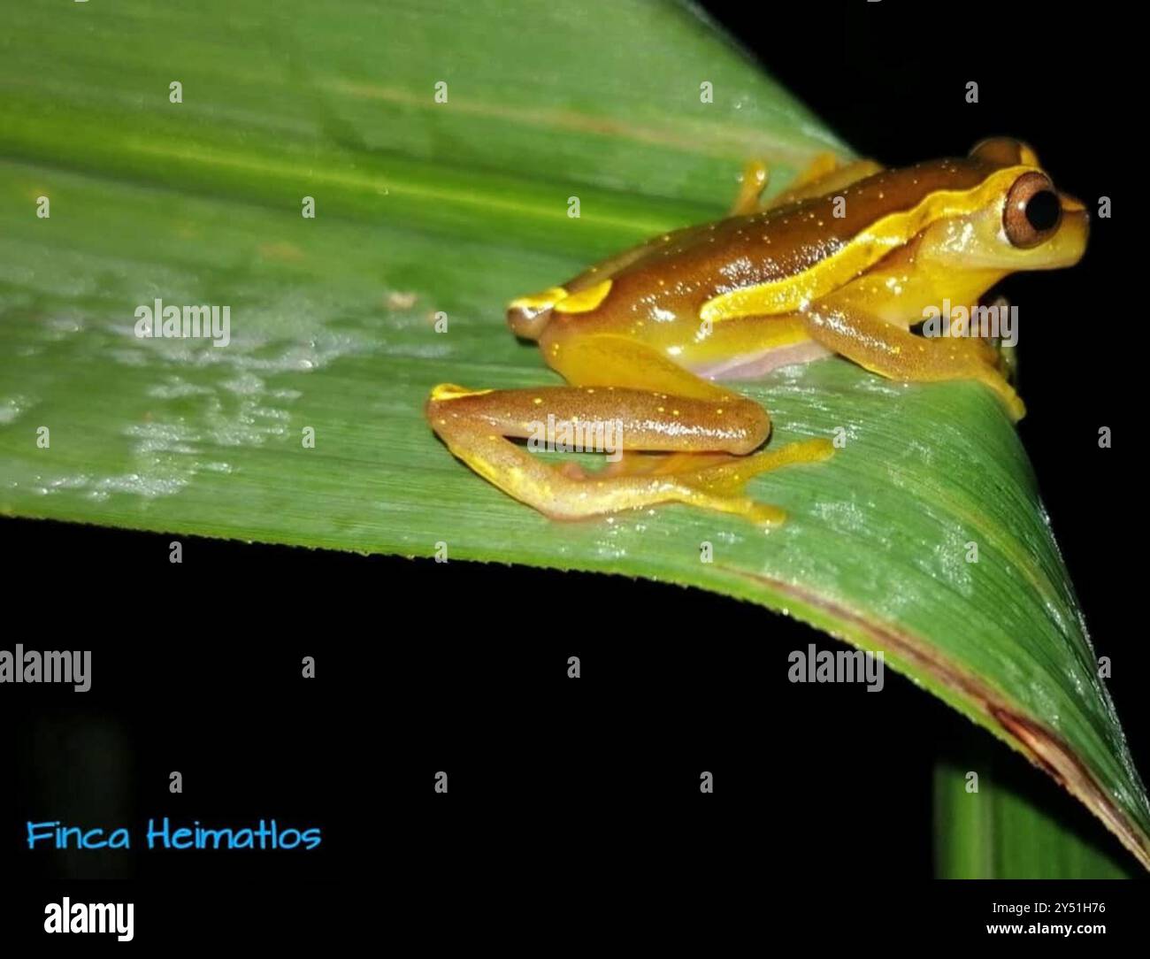 Upper Amazon Tree Frog (Dendropsophus bifurcus) Amphibia Stock Photo ...