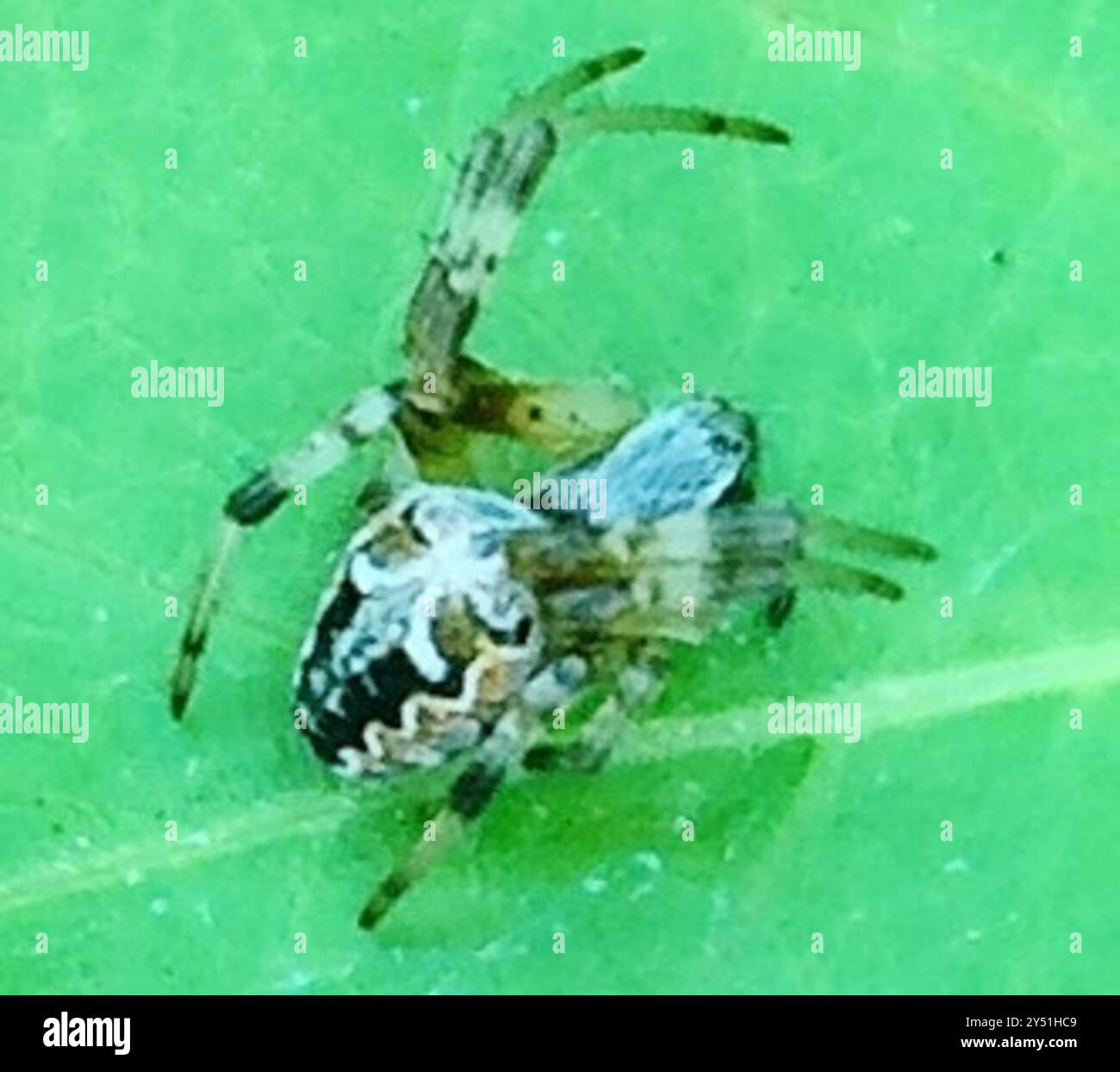 Labyrinth Orbweaver (Metepeira labyrinthea) Arachnida Stock Photo - Alamy