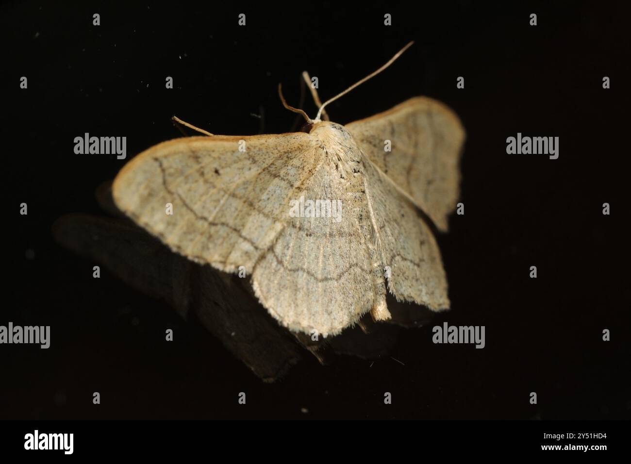 Riband Wave (Idaea aversata) Insecta Stock Photo - Alamy