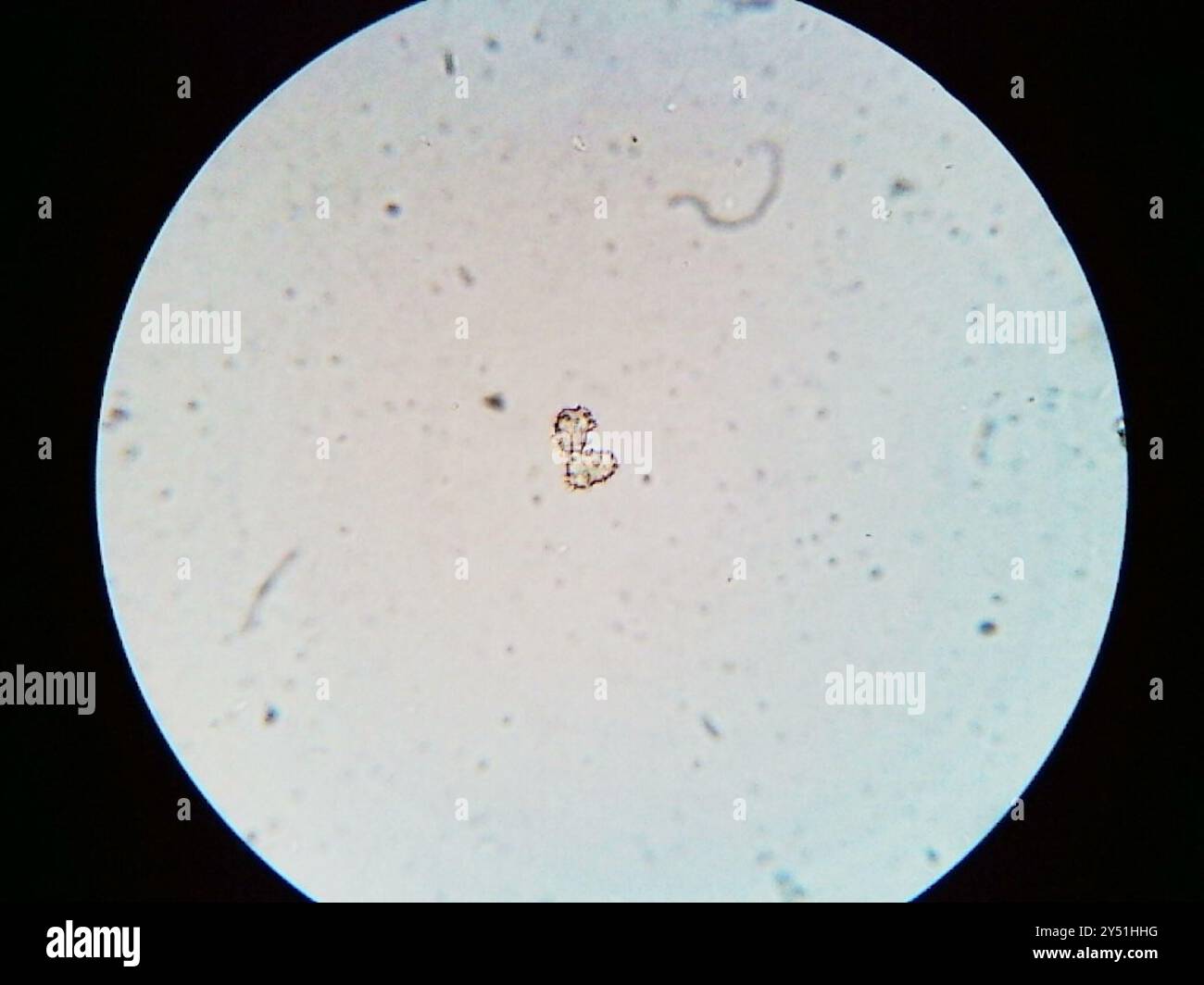 (Thelephora regularis) Fungi Stock Photo - Alamy