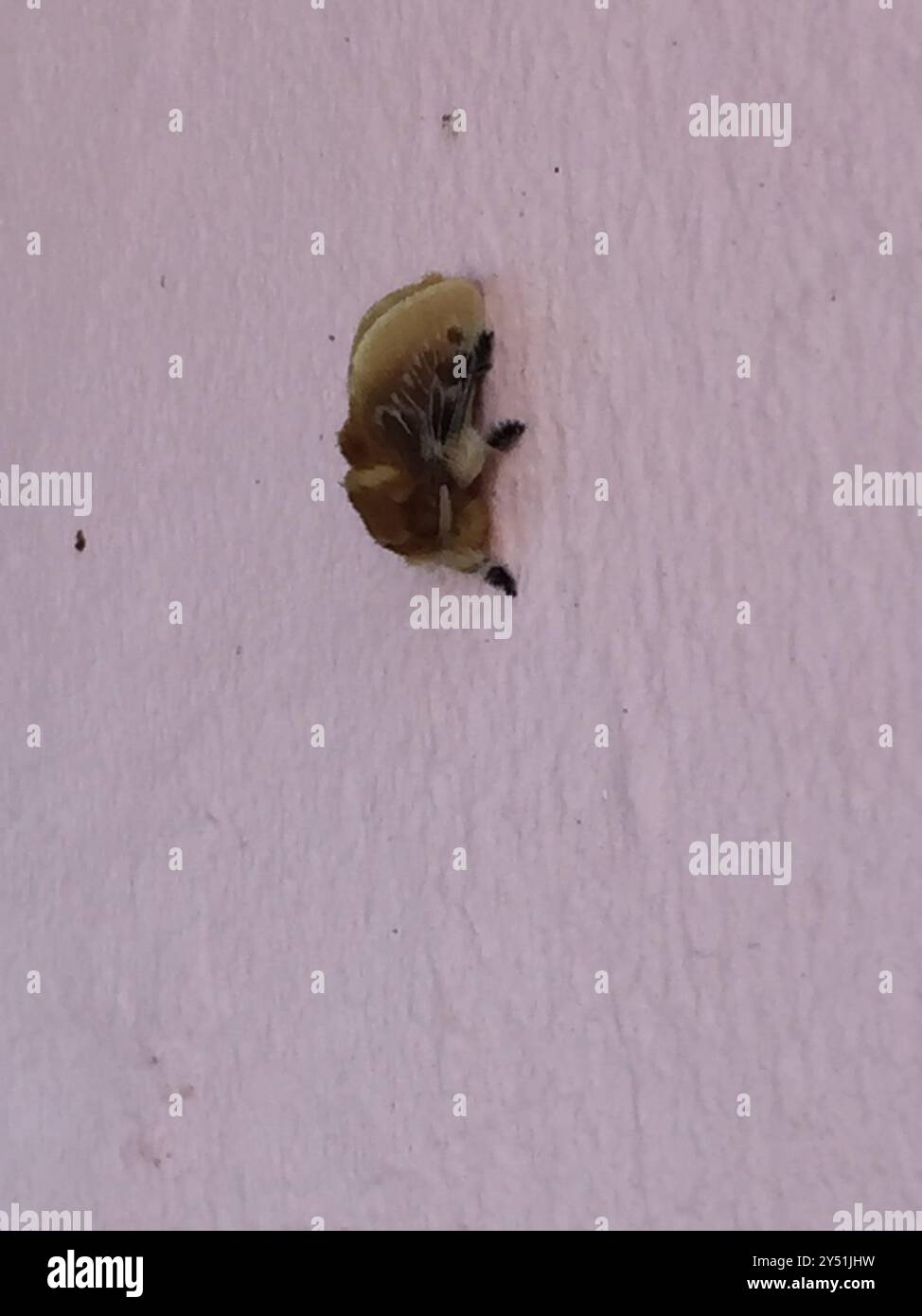 Southern Flannel Moth (Megalopyge opercularis) Insecta Stock Photo - Alamy