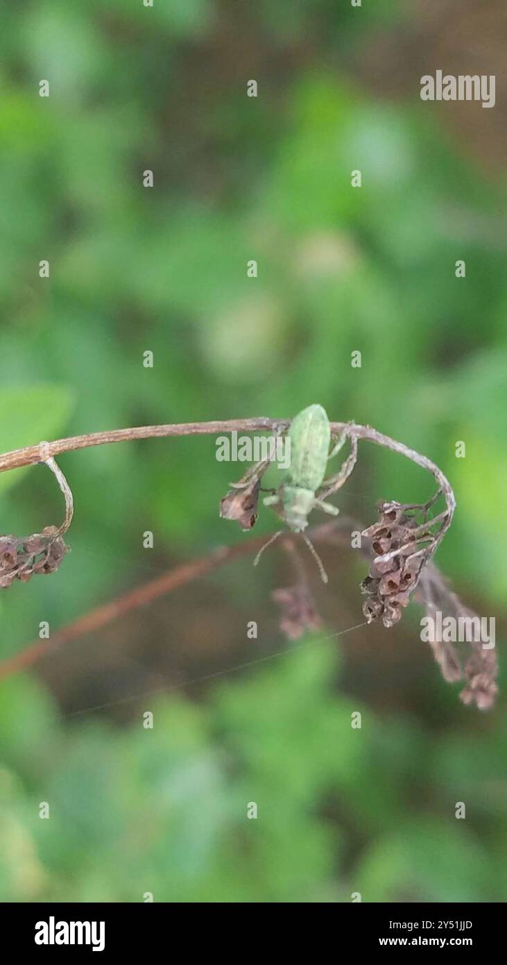 Green Immigrant Leaf Weevil (Polydrusus formosus) Insecta Stock Photo ...