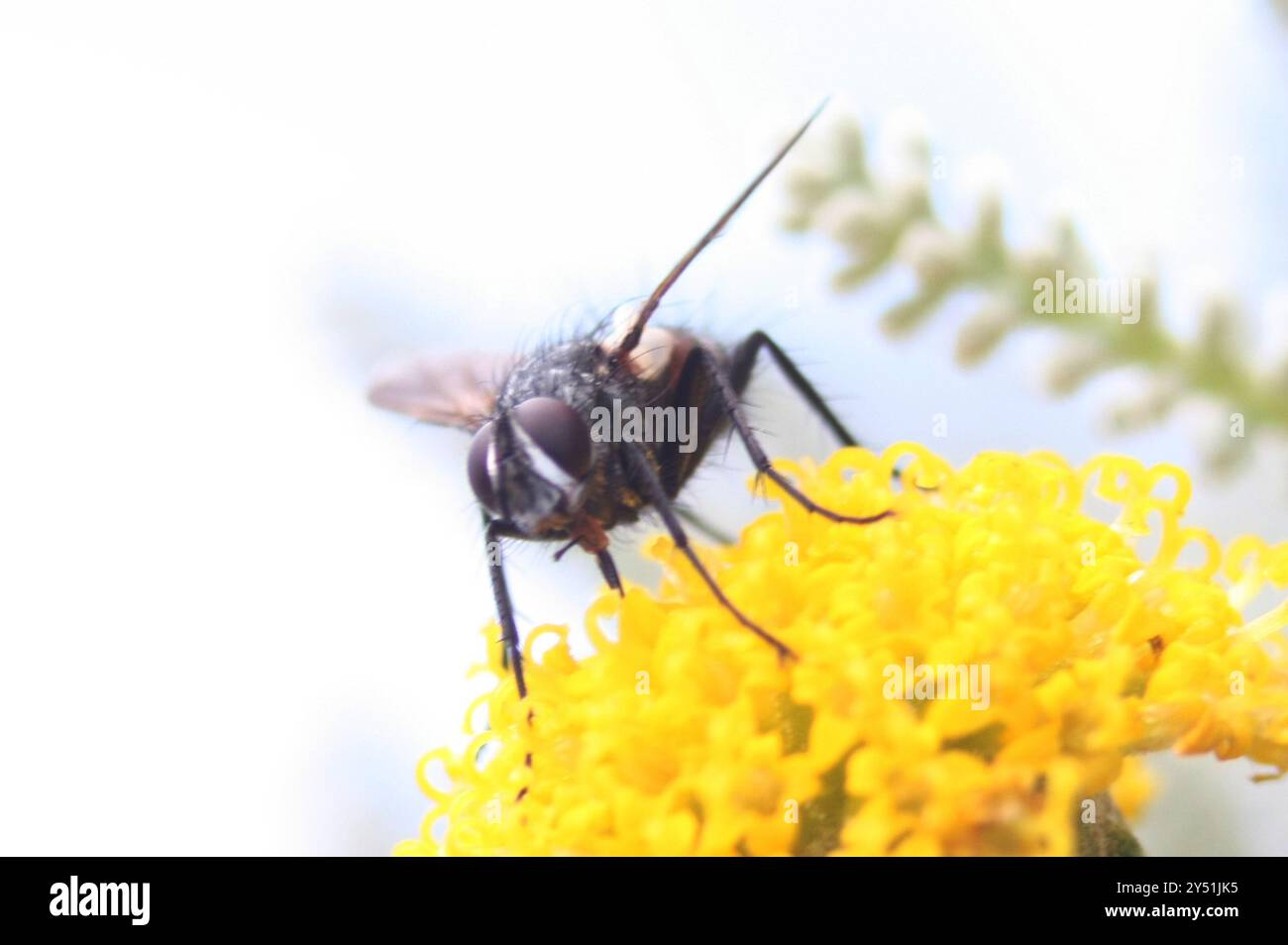 Red Spotted Parasite Fly (Eriothrix rufomaculata) Insecta Stock Photo ...