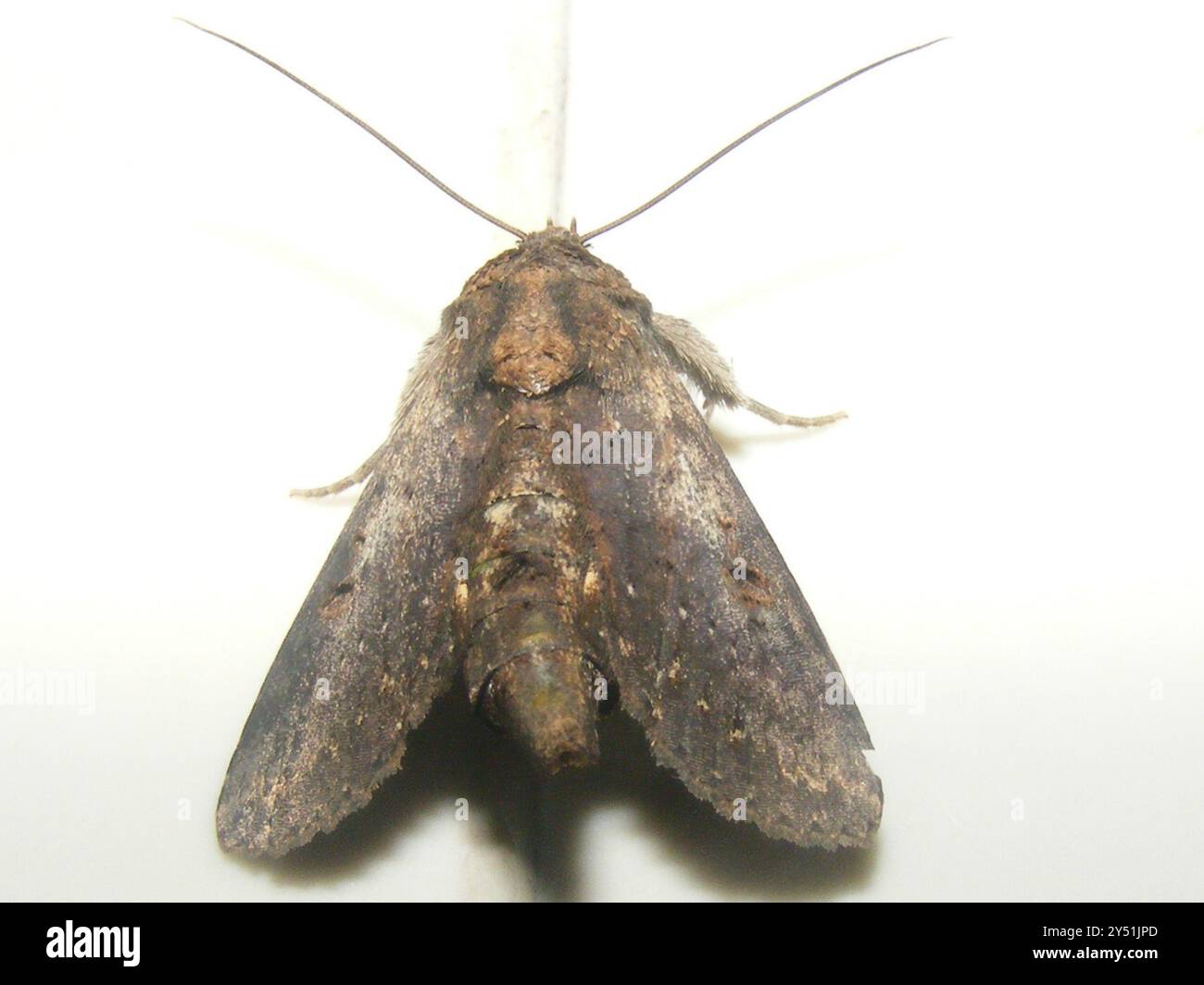 Owlet Moths and Allies (Noctuoidea) Insecta Stock Photo - Alamy