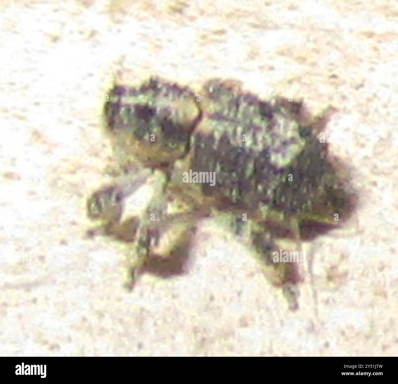 True Weevils (Curculionidae) Insecta Stock Photo - Alamy