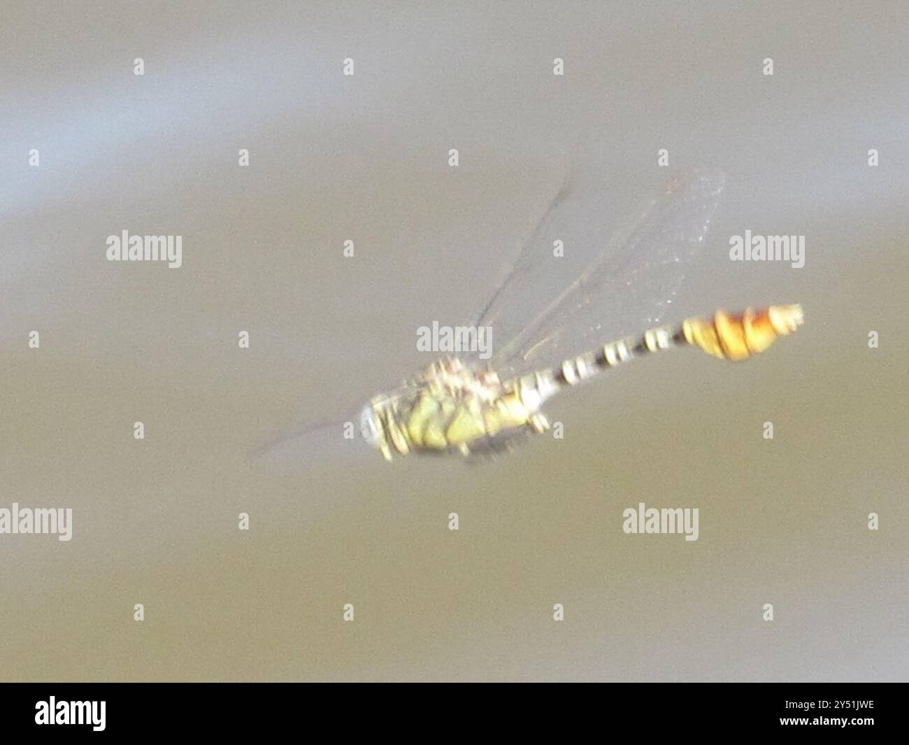 Flag-tailed Spinyleg (Dromogomphus spoliatus) Insecta Stock Photo - Alamy