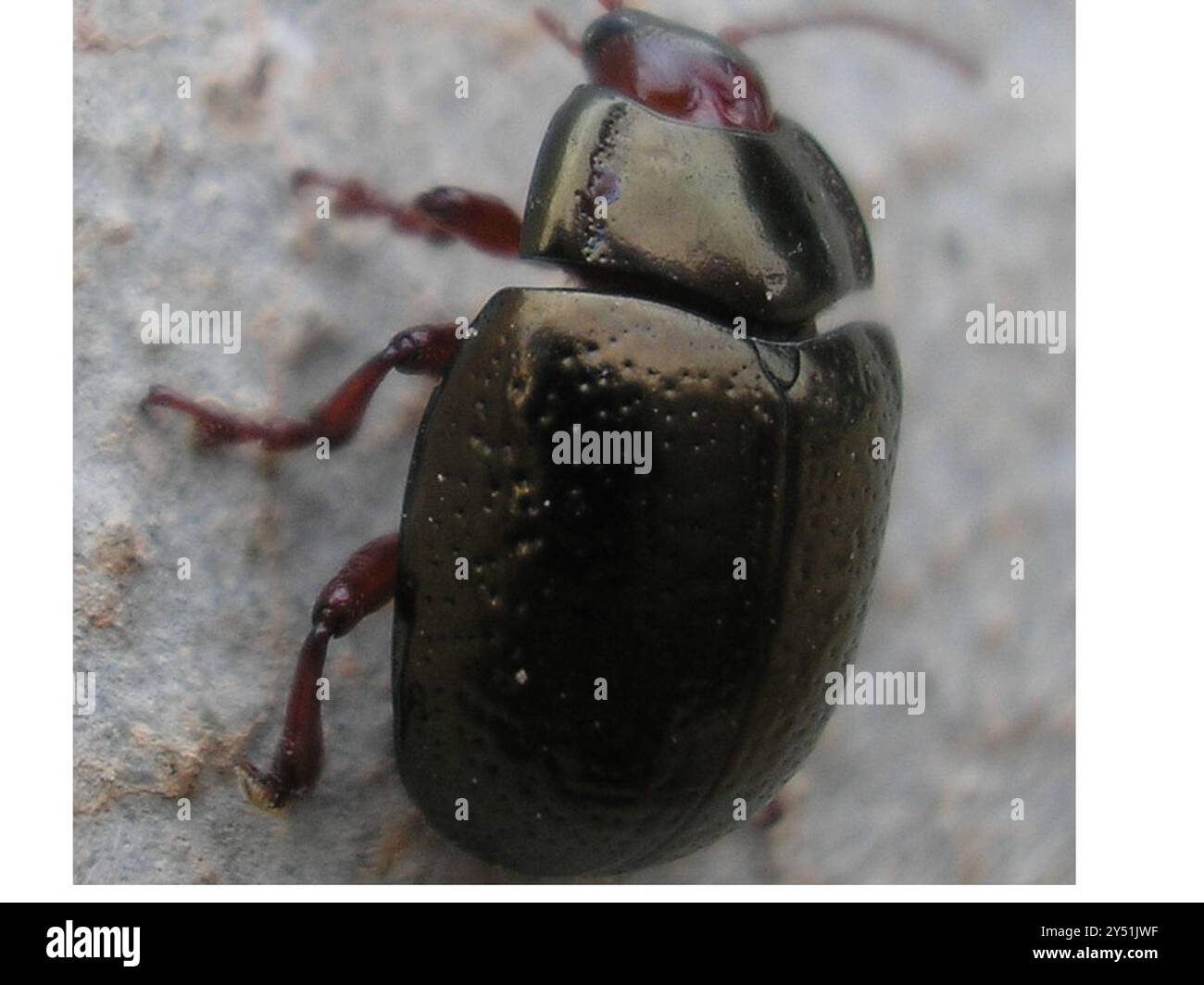 Bronze Beetle (Chrysolina bankii) Insecta Stock Photo - Alamy