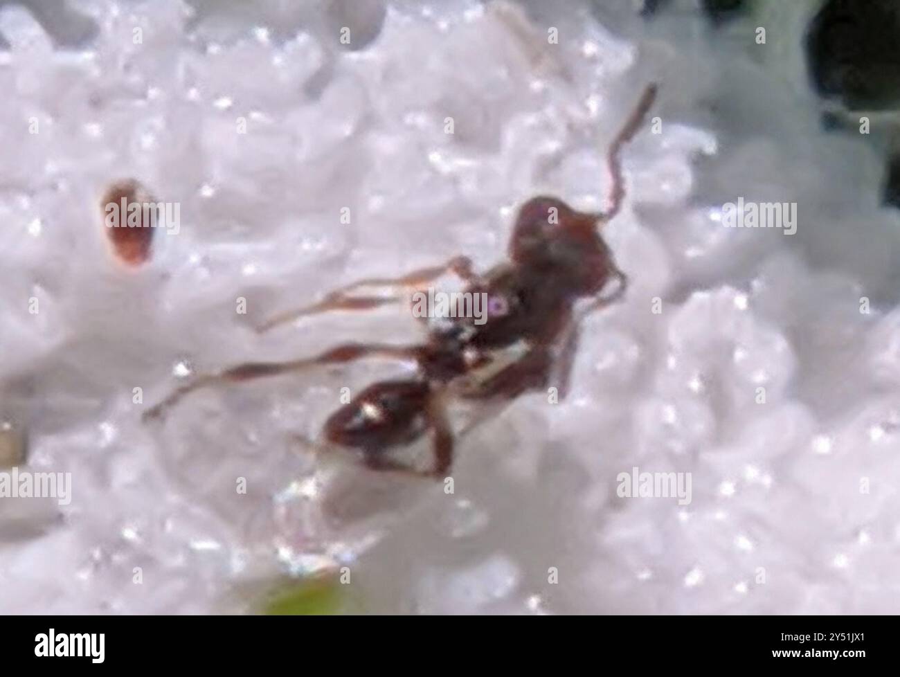 Ants, Bees, Wasps, and Sawflies (Hymenoptera) Insecta Stock Photo - Alamy