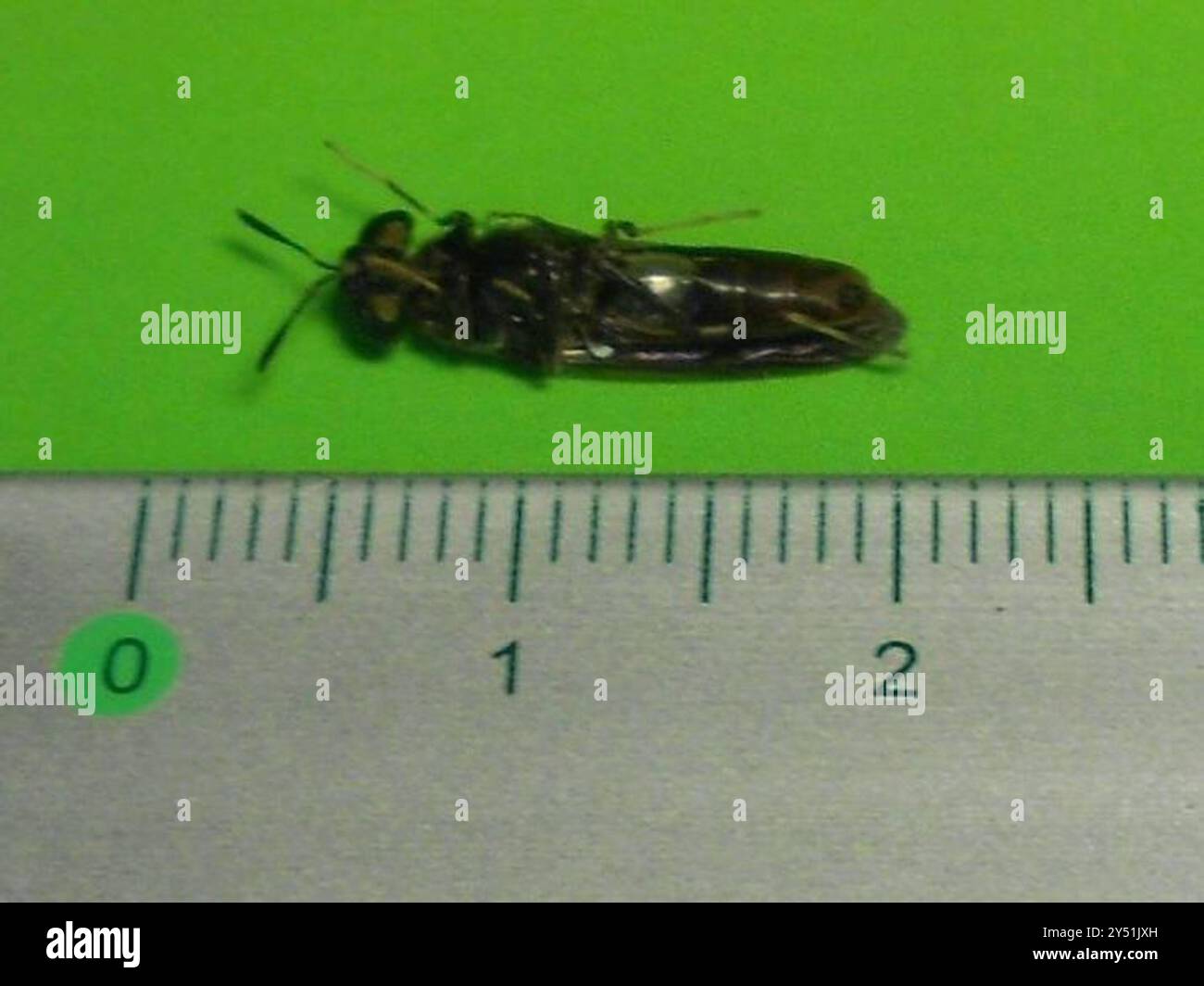 Black Soldier Fly (Hermetia illucens) Insecta Stock Photo - Alamy