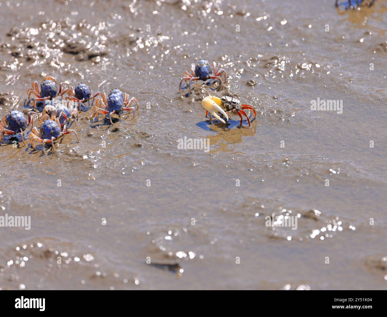 Mictyris brevidactylus (monk crab) gathering in group and eating on the ...
