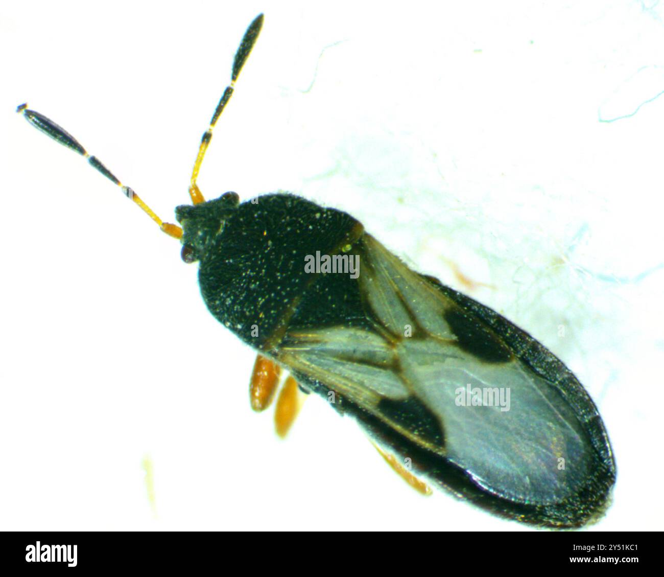 Blissus leucopterus hi-res stock photography and images - Alamy