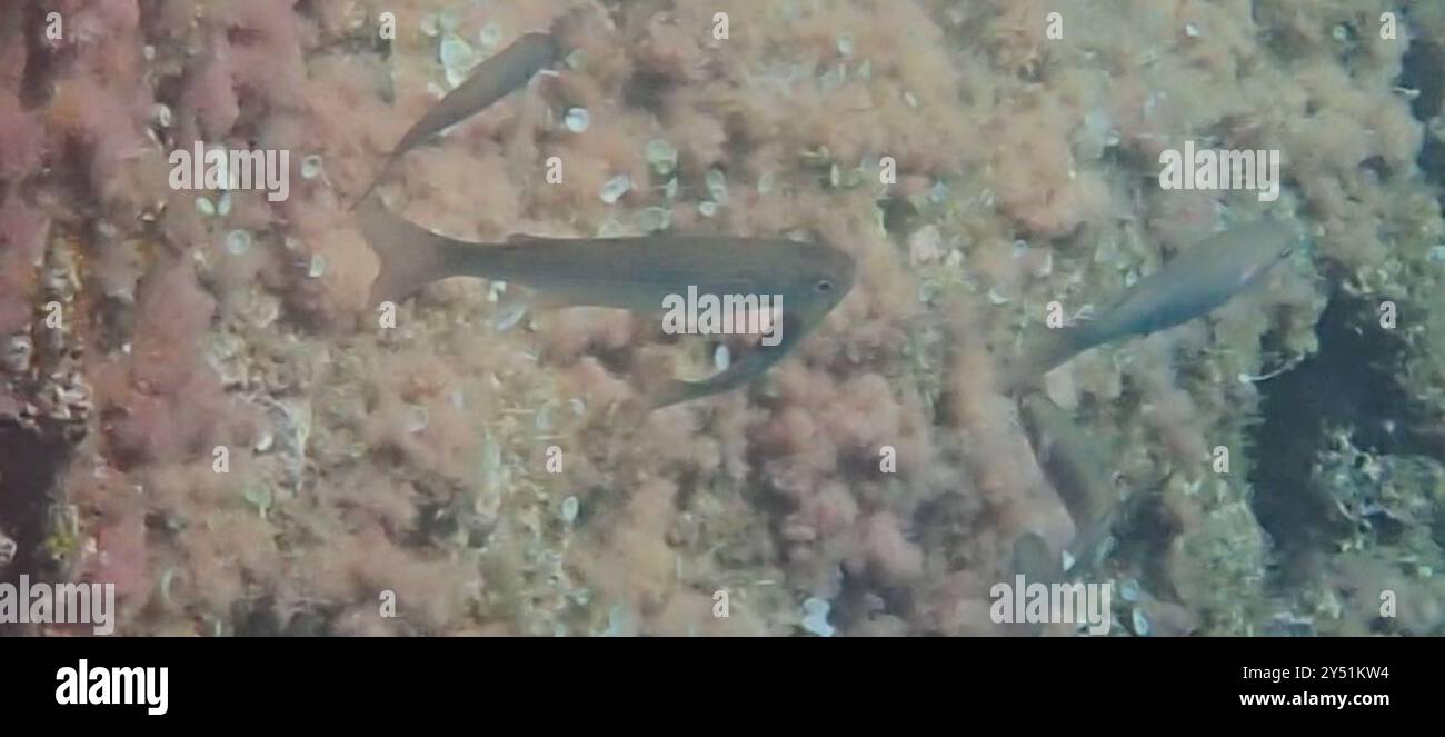 Mullets (Mugilidae) Actinopterygii Stock Photo - Alamy