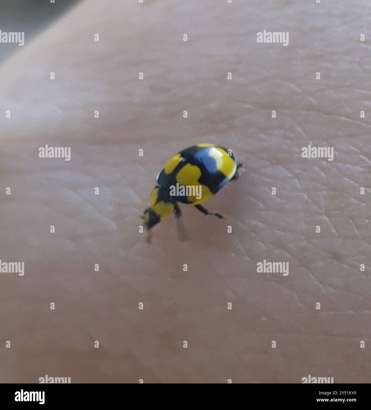 Fungus-eating ladybird (Illeis galbula) Insecta Stock Photo - Alamy