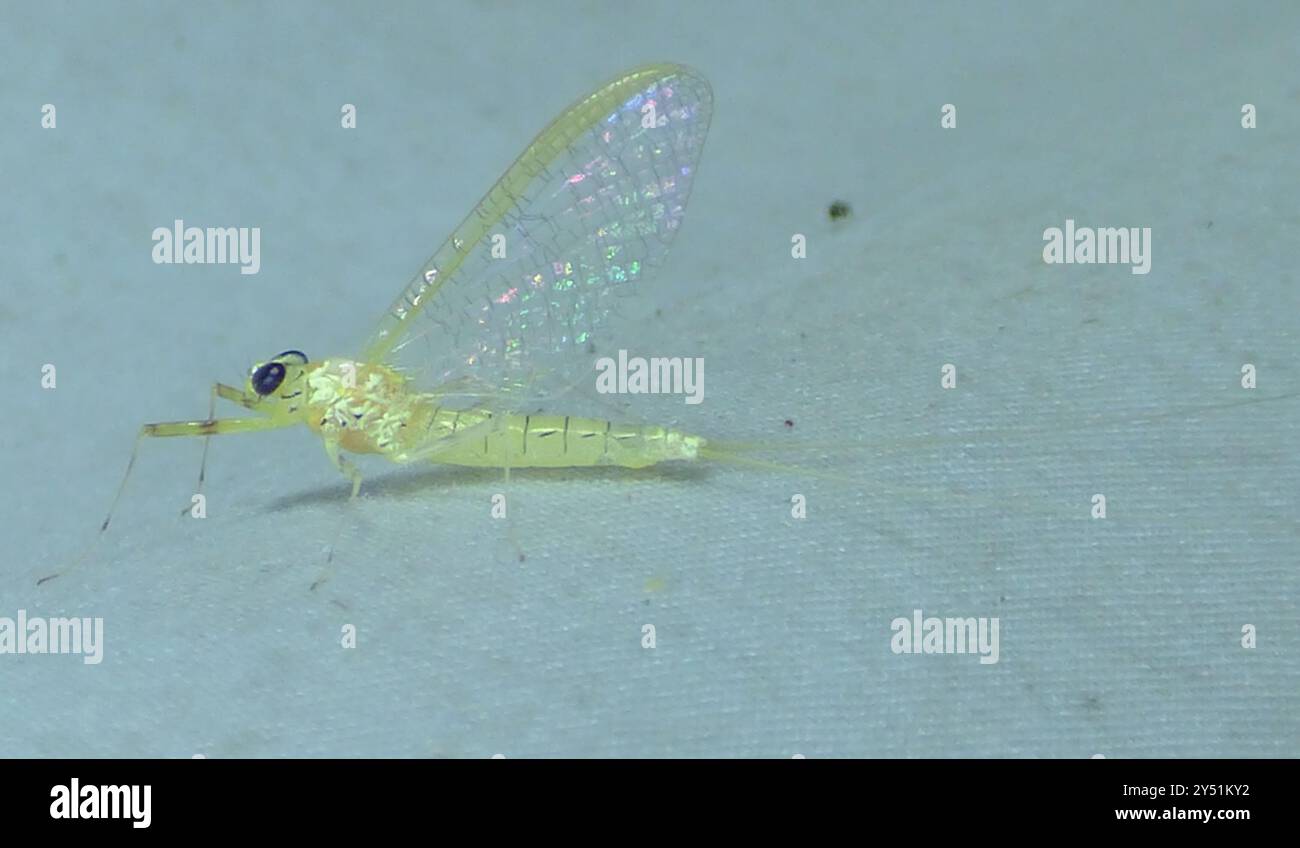 Margined Flat-headed Mayfly (Heptagenia marginalis) Insecta Stock Photo ...