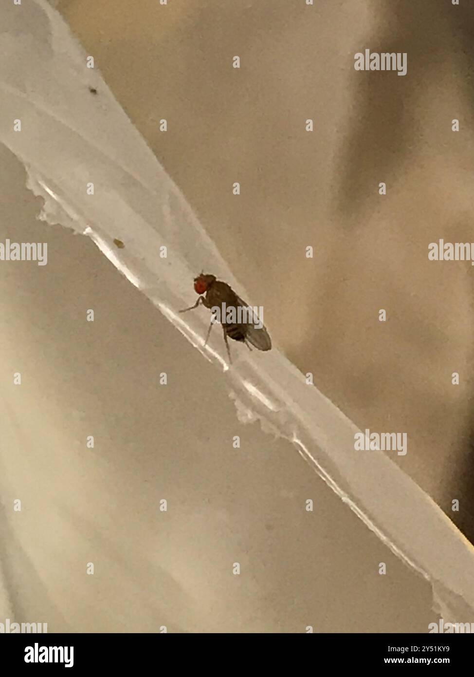 Small Fruit Flies (Drosophila) Insecta Stock Photo - Alamy