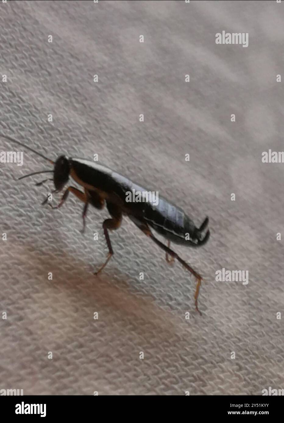 Loboptera canariensis hi-res stock photography and images - Alamy