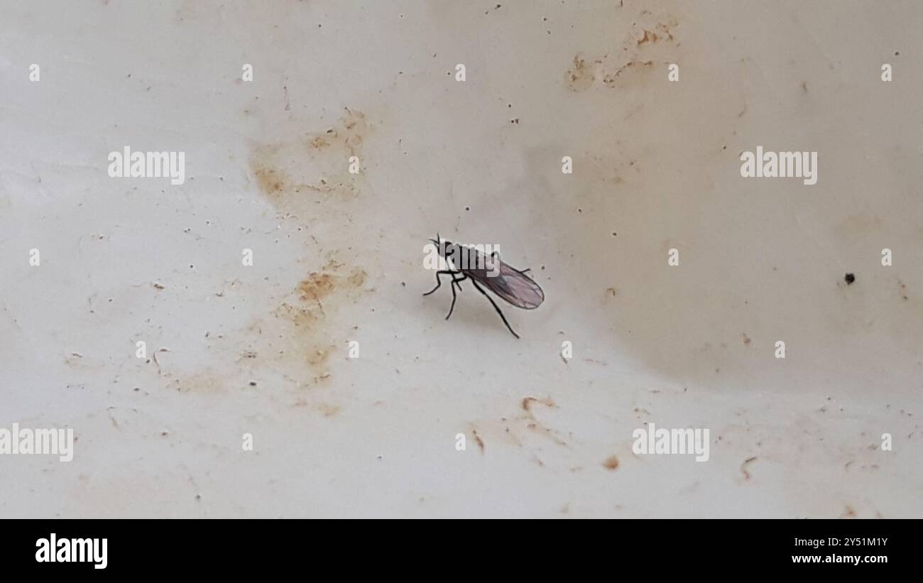 March Flies (Bibionidae) Insecta Stock Photo - Alamy