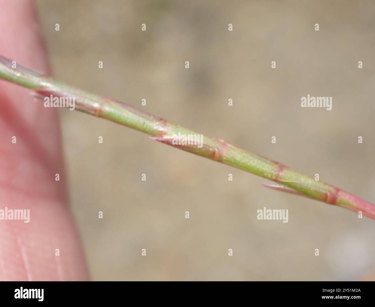 Hard-grass (Parapholis strigosa) Plantae Stock Photo - Alamy