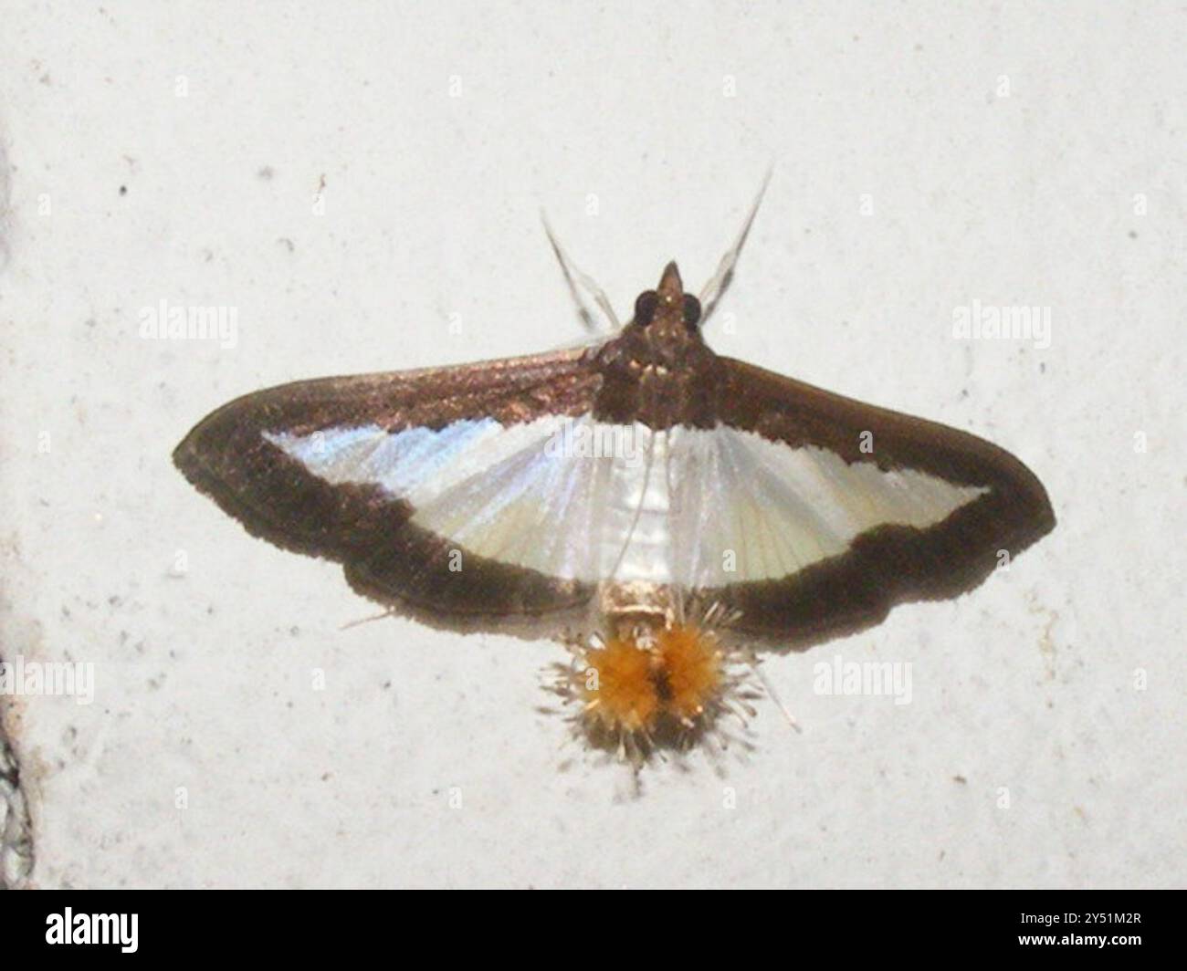 Cucumber Moth (Diaphania indica) Insecta Stock Photo - Alamy