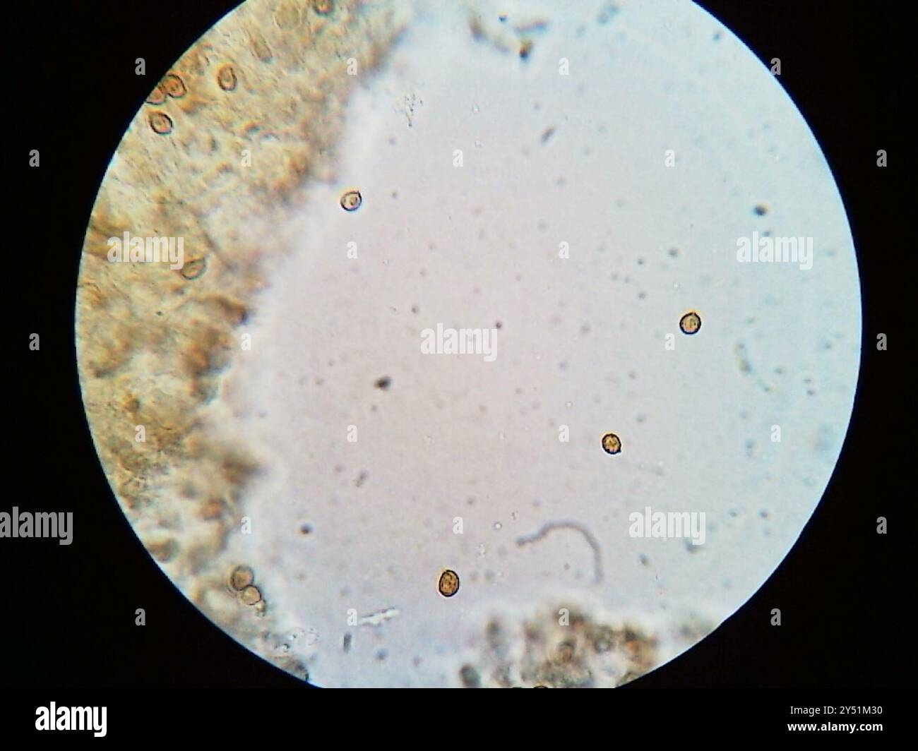 Fibercaps and Allies (Inocybaceae) Fungi Stock Photo - Alamy