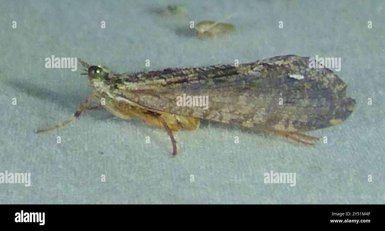 Giant Casemaker Caddisflies (Phryganeidae) Insecta Stock Photo - Alamy