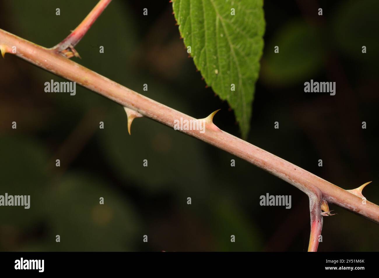 White-stemmed Bramble (Rubus cockburnianus) Plantae Stock Photo - Alamy