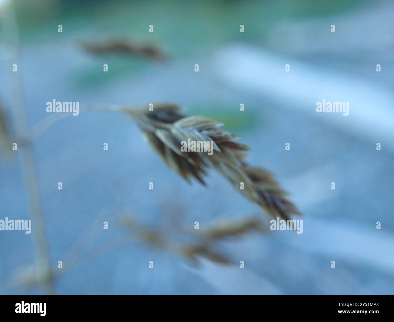 Salt Grass (Puccinellia) Plantae Stock Photo - Alamy