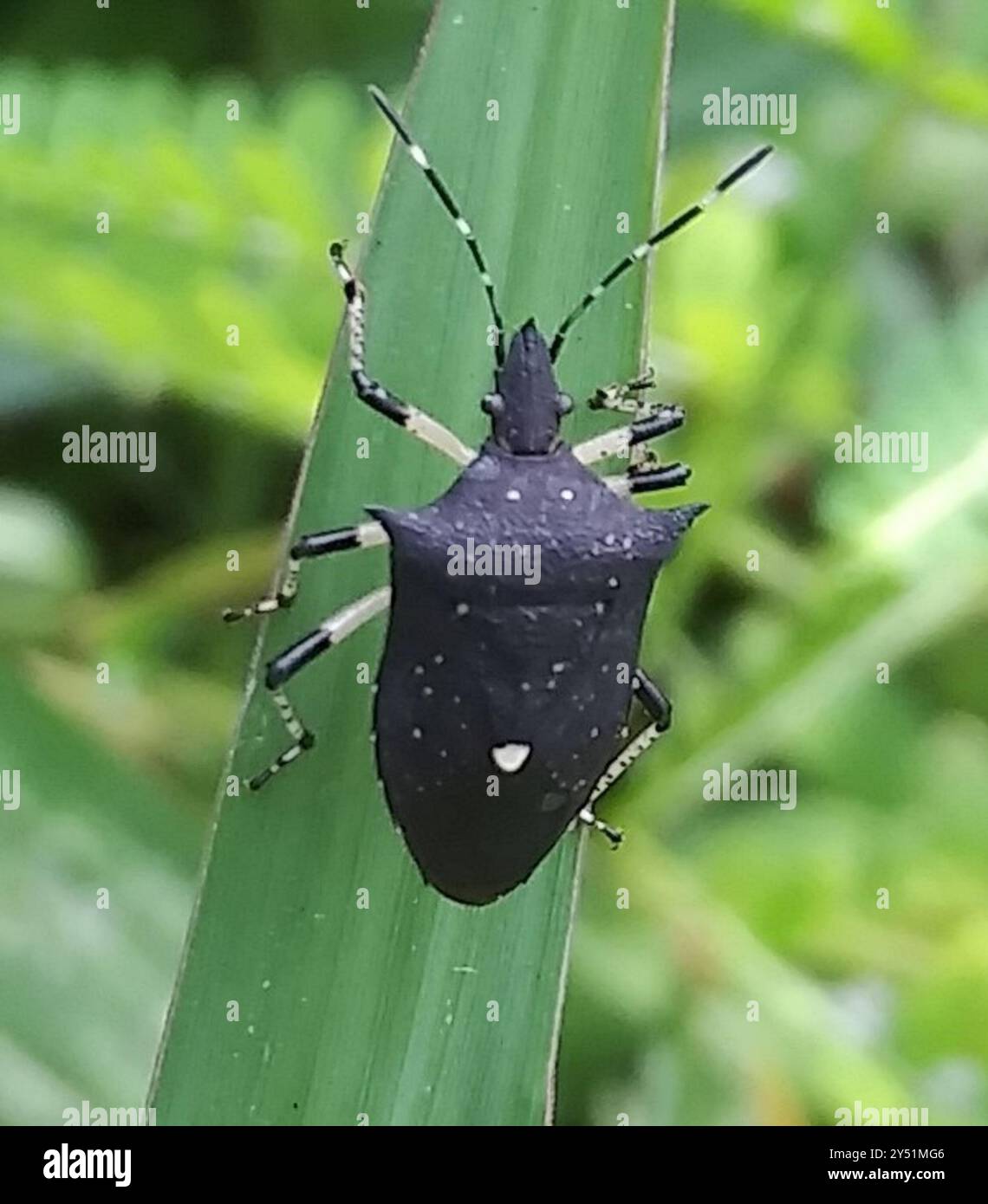 Black Stink Bug (Proxys punctulatus) Insecta Stock Photo - Alamy